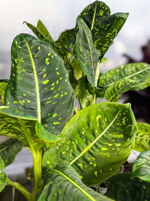 Dieffenbachia Reflector Plant (dieffenbachia hybrid in 4” pot) – Kens ...