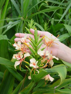 2 Butterfly Ginger Plants Promo (hedychium sp in 2×3″ pot) (Limit 1 ...