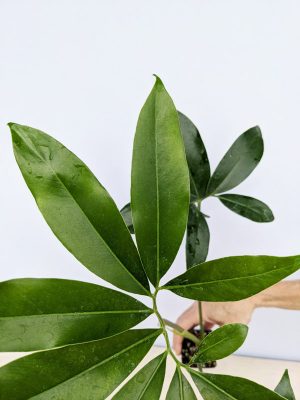 Philodendron Goeldii Hawaiian Finger Leaf Plant (In 2x2x3″ pot) – Kens ...