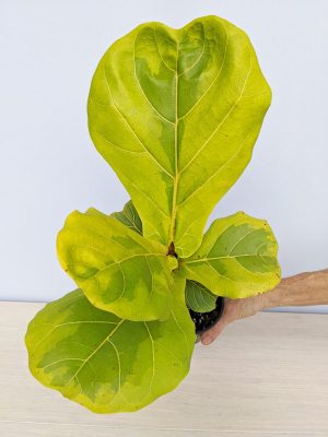 Lemon-Lime Fig Leaf Ficus Tree #0J2-1 – Kens Philodendrons
