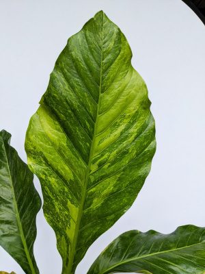 HUGE Anthurium Cubense Variegata Select #0J2-1 – Kens Philodendrons