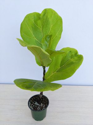 Lemon-Lime Fig Leaf Ficus Tree #0J3-1a – Kens Philodendrons