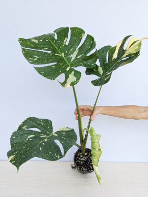 All Monstera – Kens Philodendrons