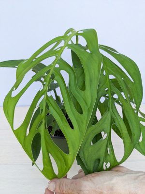 All Monstera – Kens Philodendrons