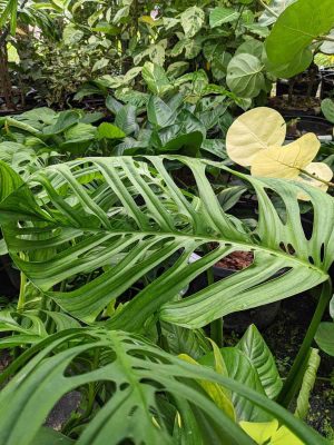 LARGE SPECIMEN Monstera Epipremnoides Plant in 4″ pot (similar to last ...