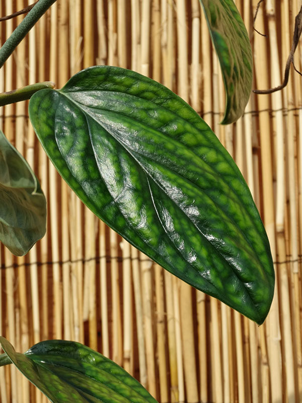Monstera Karstenianum Plant in 2x2x7″ pot – Kens Philodendrons