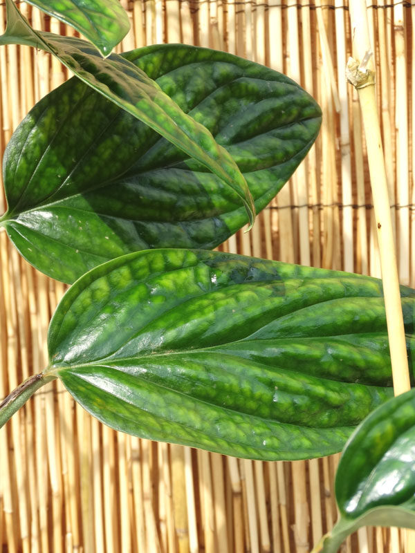 Monstera Karstenianum Plant in 2x2x7″ pot – Kens Philodendrons