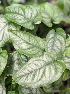 All Monstera – Kens Philodendrons