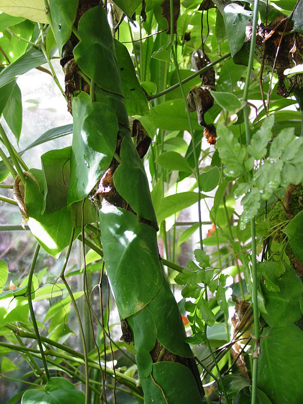 Monstera Velvet Shingle Tuberculata Plant Bare Root – Kens Philodendrons