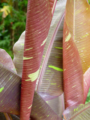 RARE Siam Ruby Banana Tree (musa sp) – Kens Philodendrons