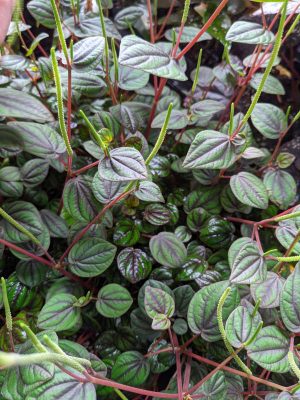 Peppermill Peperomia Plant (peperomia in 2×3″ pot) – Kens Philodendrons