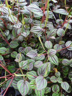 Peppermill Peperomia Plant (peperomia in 2×3″ pot) – Kens Philodendrons