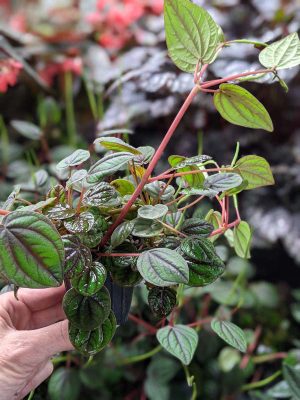 Peppermill Peperomia Plant (peperomia in 2×3″ pot) – Kens Philodendrons