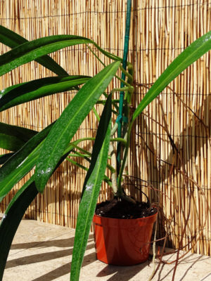 Philodendron Alternans Bayonet Leaf Plant in 4″ pot – Kens Philodendrons