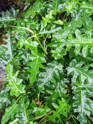 Lg Philodendron Bob Cee Plant in 4” pot (Actual Plant First Photos ...