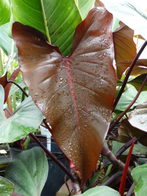 Philodendron Dark Lord Plant in 2x2x7″ pot – Kens Philodendrons
