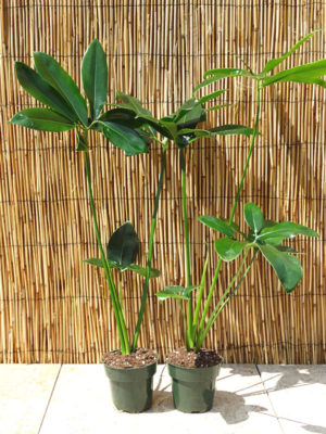 Lg. Philodendron Goeldii Hawaiian Finger Leaf Plant in 4” pot – Kens ...