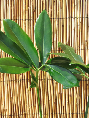 Lg. Philodendron Goeldii Hawaiian Finger Leaf Plant in 4” pot – Kens ...