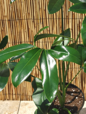 XL Philodendron Goeldii Hawaiian Finger Leaf Plant in 6” pot – Kens ...