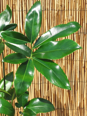 XL Philodendron Goeldii Hawaiian Finger Leaf Plant in 6” pot – Kens ...