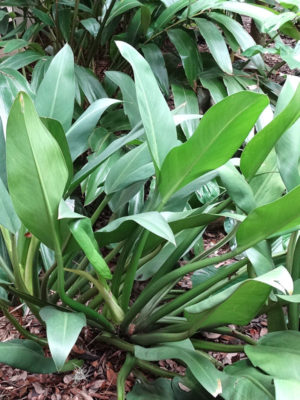 XL Philodendron Subterranean Paddle Leaf Plant in 6” pot – Kens ...