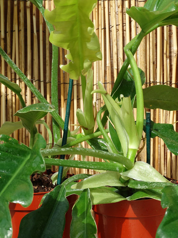Philodendron Narrow Tiger Tooth Plant in 4” pot – Kens Philodendrons