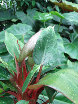 Philodendron Super Dwarf Red Stem in 2x2x7″ pot – Kens Philodendrons
