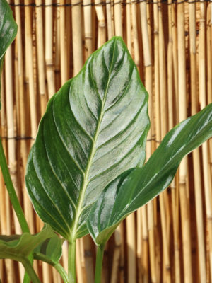 Philodendron Wendlandii x Hybrid Plant in 2x2x7″ pot – Kens Philodendrons