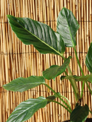 Philodendron Wendlandii x Hybrid Plant in 2x2x7″ pot – Kens Philodendrons