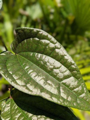 Pink Glitter Piper Plant (piper india in 2×3″ pot) – Kens Philodendrons