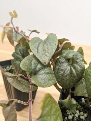 Silver Flek Piper Plant (piper fairchild in 2×3″ pot) – Kens Philodendrons