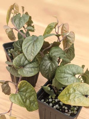 Silver Flek Piper Plant (piper fairchild in 2×3″ pot) – Kens Philodendrons