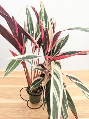 Lg. Tricolor Ginger Plant (stromanthe sanguinea in 4″ pot) – Kens ...