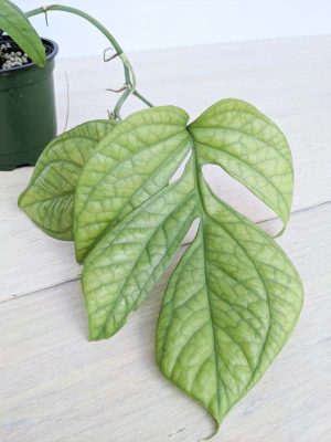 Lg Amydrium Medium Silver Plant (Excellent Specimens in 4″ pot) – Kens ...