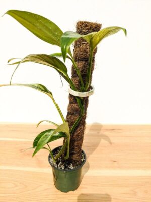 Epipremnum Amplissimum Aurea Variegata (Actual Plant First Photos ...