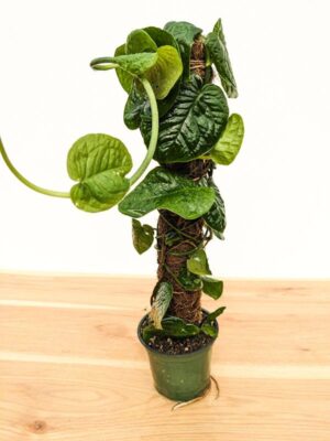Giant Monstera Velvet Shingle Tuberculata Plant On Totem in 4” pot ...