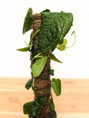 Giant Monstera Velvet Shingle Tuberculata Plant On Totem in 4” pot ...