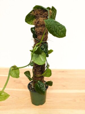 Giant Monstera Velvet Shingle Tuberculata Plant On Totem in 4” pot ...