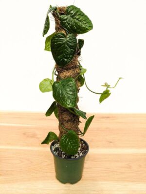 Giant Monstera Velvet Shingle Tuberculata Plant On Totem in 4” pot ...