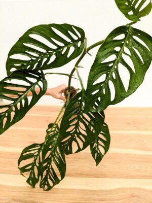 Monstera cf Xanthospatha (beveled fenestration form actual plant first ...