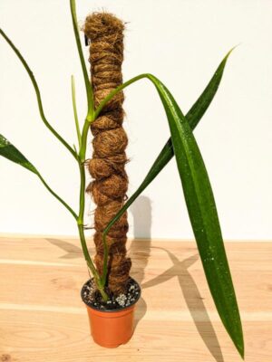 Philodendron Alternans Plant in 4″ pot (Actual Plant First Photos ...