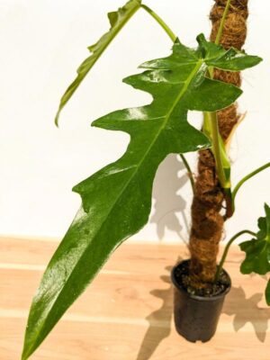 Lg Philodendron Bob Cee Plant in 4.5” pot (Actual Plant First Photos ...