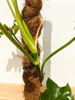 Lg Philodendron Bob Cee Plant in 4.5” pot (Actual Plant First Photos ...