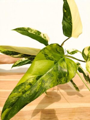 Rare Philodendron Domesticum Variegatum Plant in 4″ pot (Actual Plant ...