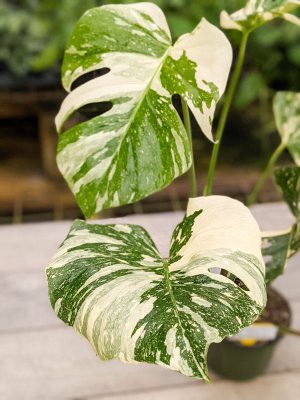 First Offering! Lg. Monstera Deliciosa Cosmos Variegata Large Form ...
