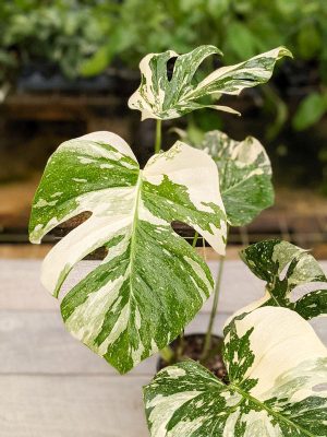 First Offering! Lg. Monstera Deliciosa Cosmos Variegata Large Form ...