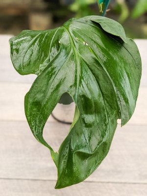 HUGE Monstera Dissecta Fairchild Plant in 4″ pot – Kens Philodendrons