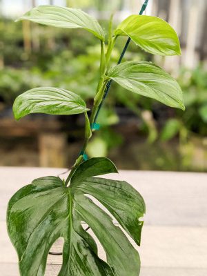 HUGE Monstera Dissecta Fairchild Plant in 4″ pot – Kens Philodendrons