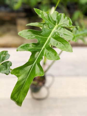 Philodendron Narrow Tiger Tooth Plant in 4” Pot – Kens Philodendrons