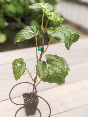 Piper Aurea Variegated (piper sp) (Actual Plant) – Kens Philodendrons